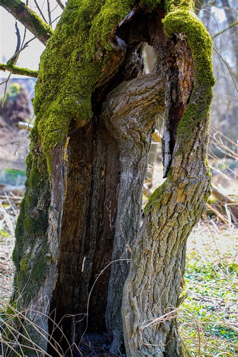 Tree Moss Tribe Free Photo On Pixabay