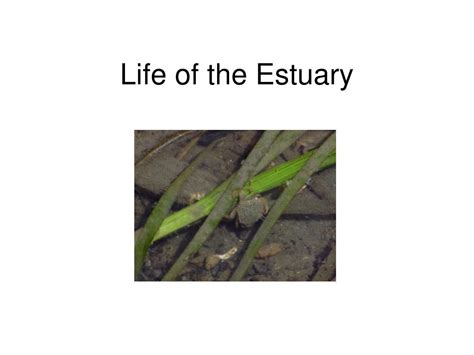 PPT Estuary Definition And Orientation PowerPoint Presentation Free Download ID 4485192
