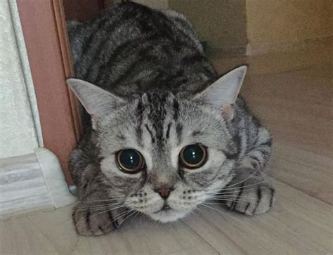 Male Tabby Cat Names