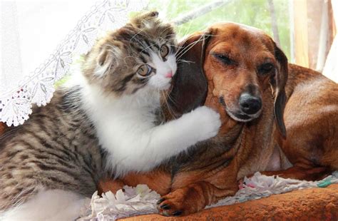 Кошки и собаки вместе 52 фото подборки картинок Fonowik Club
