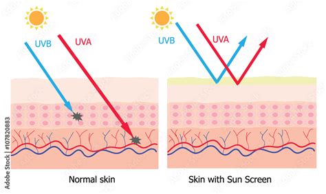 Infographic About Sunscreen Lotion Protect Human Skin From UVA Stock Vector Adobe Stock