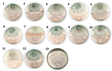 Inhibition Effect Of Trichoderma Isolates Against R Solani Growth