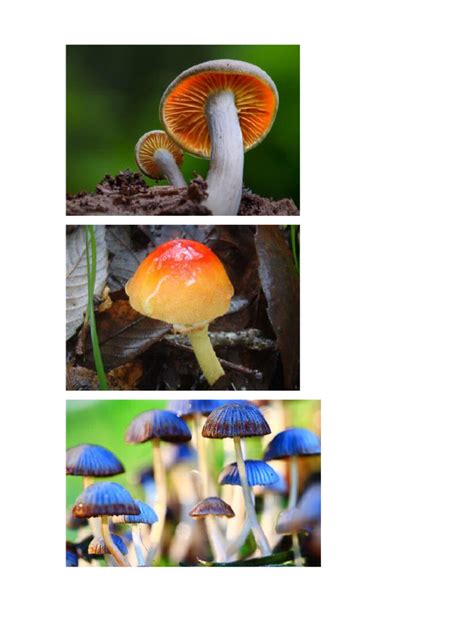 კვებითი ჯაჭვი 2 Pdf