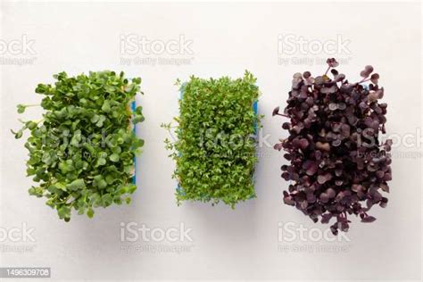 건강한 식생활이나 식당을 위해 집에서 자라는 다양한 종류의 마이크로그린 평면도 새싹에 대한 스톡 사진 및 기타 이미지 새싹 창턱 건강관리와 의술 Istock