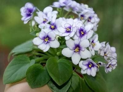 Цветок Фиалка: описание сортов, правила содержания и разведения ...