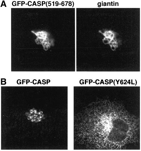 Casp The Alternatively Spliced Product Of The Gene Encoding The Ccaat