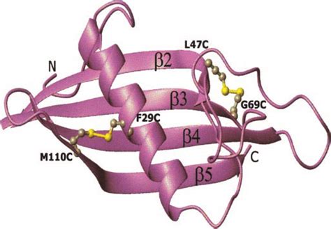 A View Of One Half Of The Three Dimensional Domainswapped Dimer Of Wt