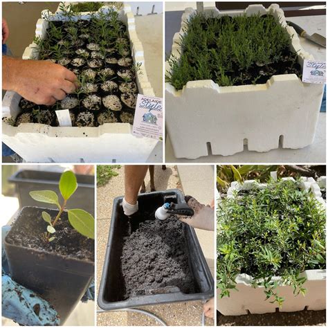 Update On Growing Australian Native Trees For Trees For Life SA