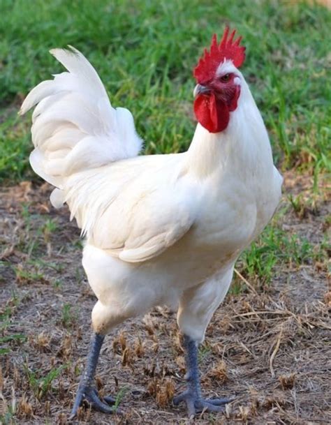 ფრინველების ყიდვა გაყიდვის ჯგუფი Facebook