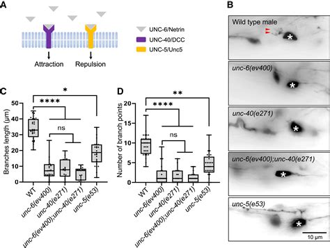Sex Specific Neurons Instruct Sexually Dimorphic Neurite Branching Via Netrin Signaling In