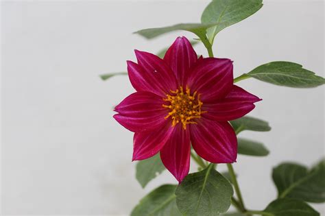 Dhalia Spp Dalia Rayada Foto Gratis En Pixabay