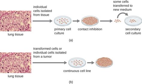 isolation culture and identification of viruses microbiology