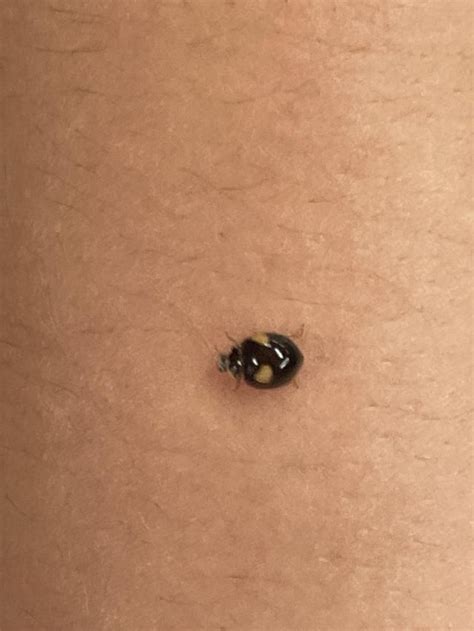 Goth Ladybug Found In Ut Rwhatsthisbug