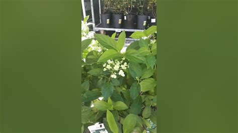 ЛЕРУА МЕРЛЕН г Клин СЕГОДНЯ Садовый центр Youtube