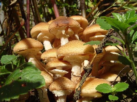 Летние опята съедобные 66 фото