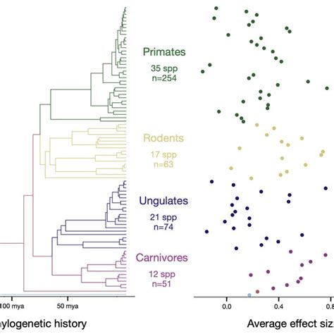 Phylogenetic Distribution Of The Effect Sizes In Our Dataset Most
