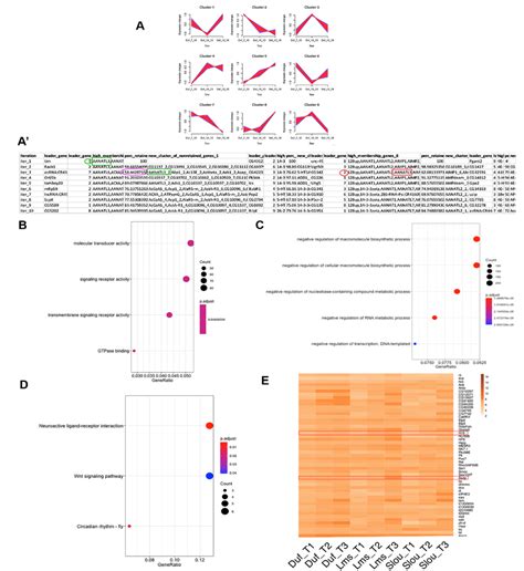 Temporal Expression Profiling Of The Duf Global Muscle Population
