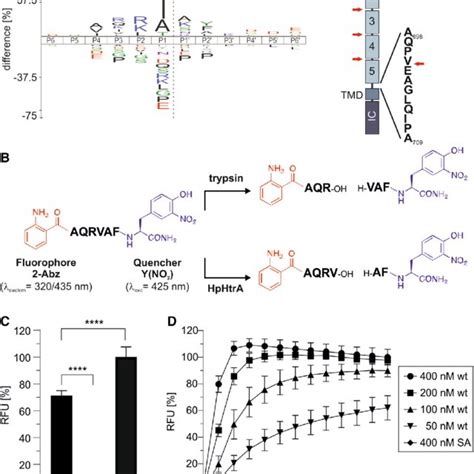 A Novel Fret Peptide Assay To Detect H Pylori Htra Activity A The Download Scientific