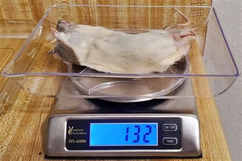 Ball Pythons More Reptiles