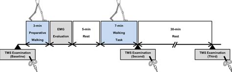 A Schematic Diagram Of The Experimental Protocol TMS Examinations Were Download Scientific