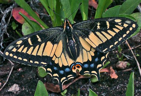 Giant Anise Swallowtail Butterfly