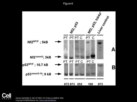 a conditional mouse model for malignant mesothelioma ppt download