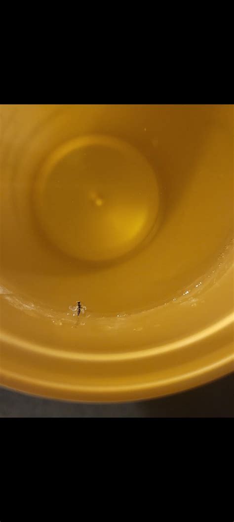 Small Winged Bug By Drains Rpestcontrol