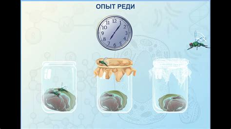 Опыт Франческо Реди Опровержение теории самозарождения ЕГЭ ОГЭ по биологии Youtube