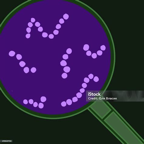 Streptococcus Pyogenes Stock Illustration Download Image Now Bacterium Biology Healthcare