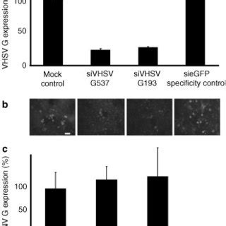 Verification Of Small Interfering RNA SiRNA Functionality In Human Download Scientific