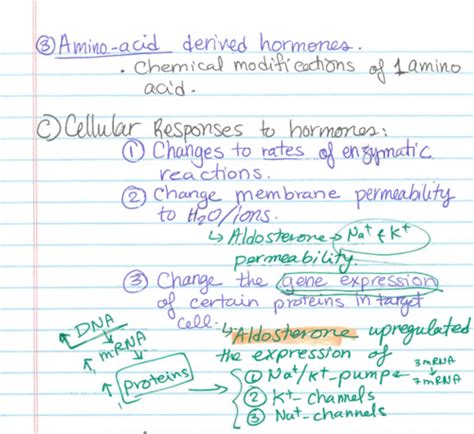 Exam 4 Endocrine System Flashcards Quizlet