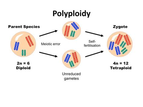 What Is A Species Ppt Download