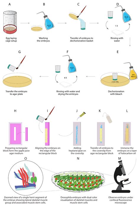 Illustrations Of Different Steps Described In This Protocol Download