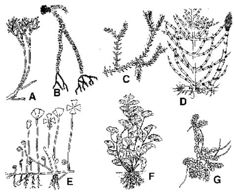 Pteridophyta Diagram Dryopteris Structure And Reproduction With