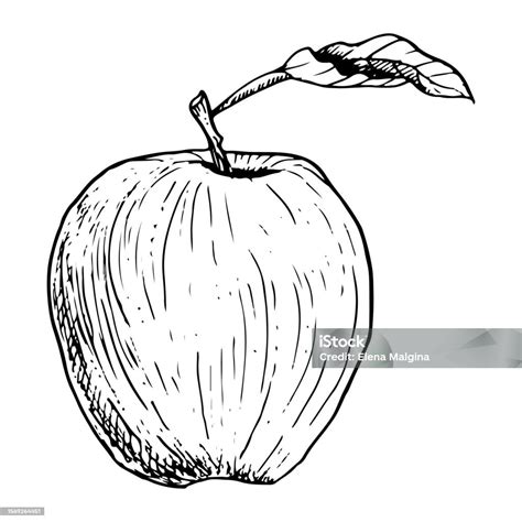 벡터 그래픽 사과 과일은 나뭇잎 흑백 선 그림이 있다 스케치 스타일의 사실적인 식물 그림 사과에 대한 스톡 벡터 아트 및 기타