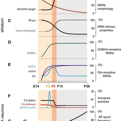 Parallel Development Of The Intrinsic And Synaptic Properties Of Medium