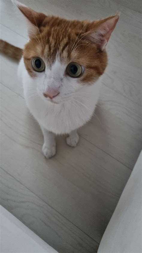 코리안 숏헤어 연두 고양이 책임무료분양♥ 강아지파양 고양이파양 유기견무료분양입양 아이조아요양보호소