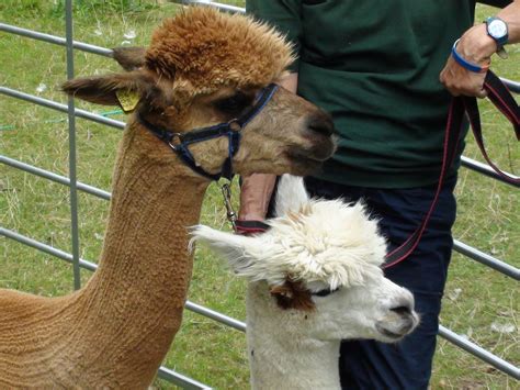 Adventures In Smallholding Alpaca Mating
