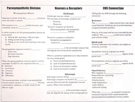 Parasympathetic Peace Cholinergic Cns Guides The