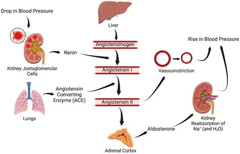Sex Specific Differences In The Pathophysiology Of Hypertension