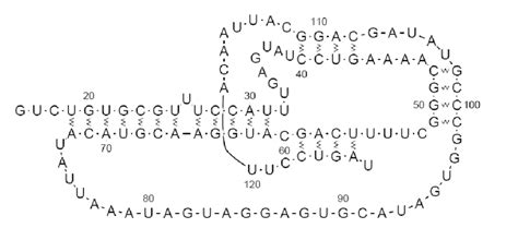 An Example Of Pseudoknotted Rna Secondary Structure 4 Download Scientific Diagram