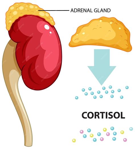 Premium Vector Adrenal Gland Produce Cortisol Vector