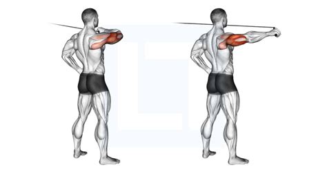 Cable Hammer Curl Guide Benefits And Form