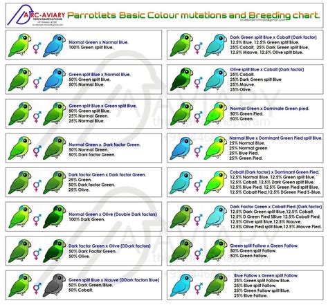 Parrotlets Basic Colour Mutation And Breeding Chart Artofit