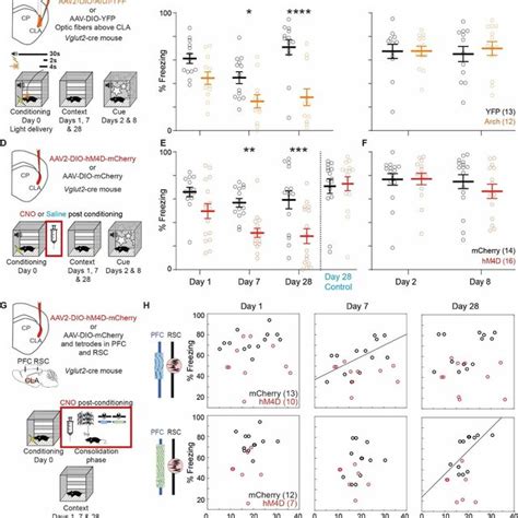 Claustrum Mediated Alteration Of Fronto Parietal Communication During