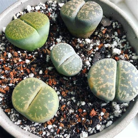 9 Fascinating Lithops Traits That Will Blow Your Mind Uncovering The