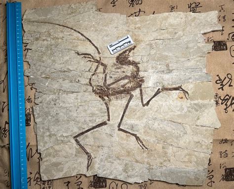 Dinosaur Fossil Matrix 47 Cm 45 Cm Auction Online Catawiki