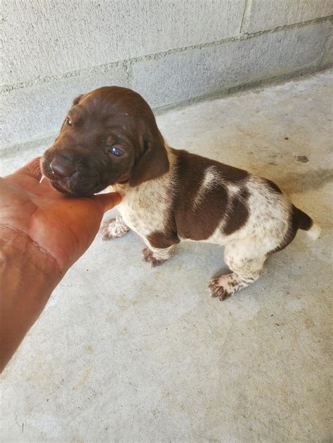 German Shorthaired Pointer Newborn Puppies