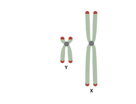 Sex Chrms And Dosage Compensation Flashcards Quizlet