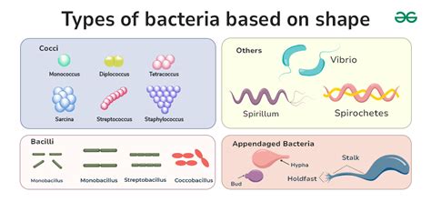 Eubacteria Examples And Images Eubacteria Definition Characteristics
